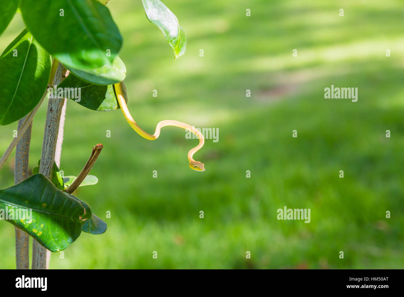 Snake over the grass Stock Photo - Alamy