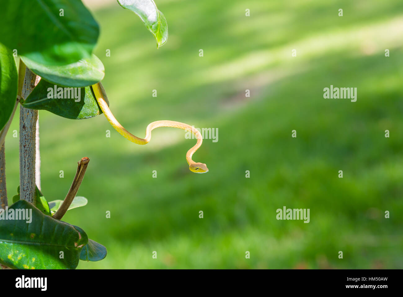 Snake over the grass Stock Photo - Alamy