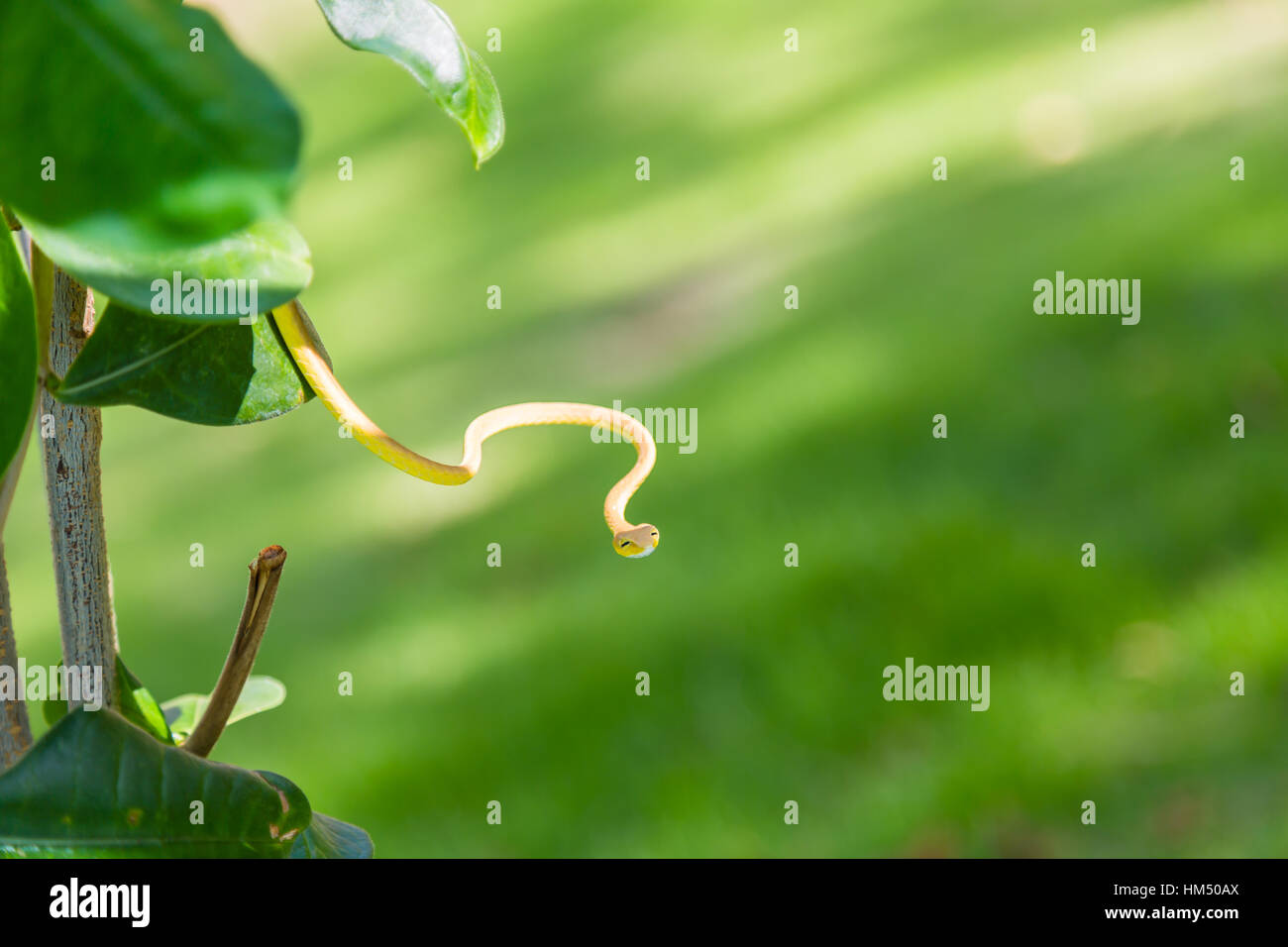 Snake over the grass Stock Photo - Alamy