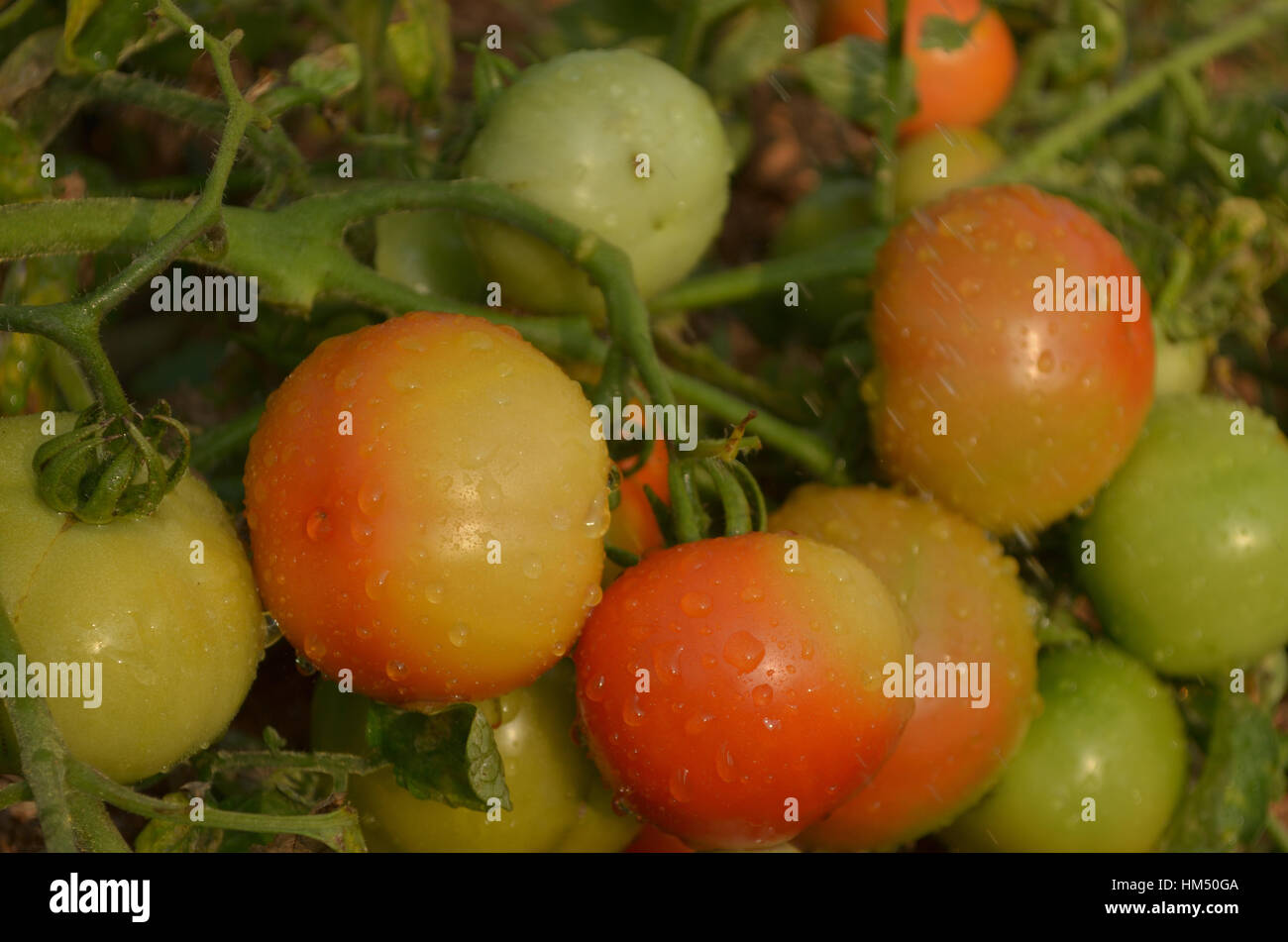 vegetables , grass and stems Stock Photo - Alamy