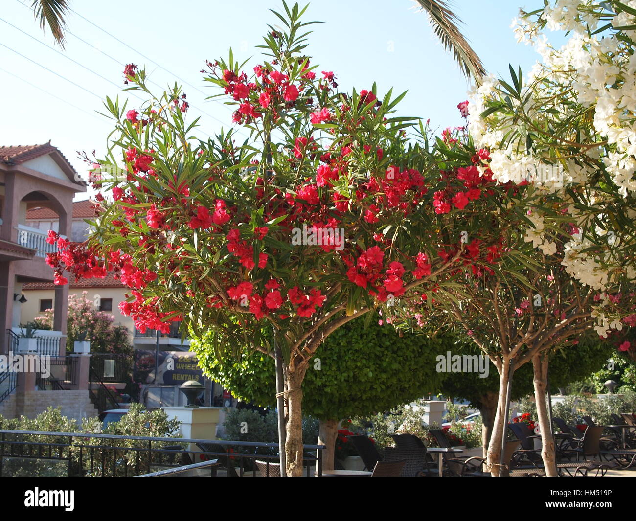 Oleander is vigorous grower in warm subtropical regions, where it's ...
