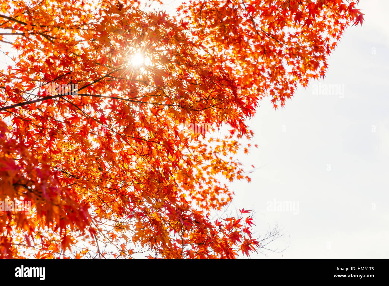 Beautiful Colorful Autumn Leaves Stock Photo - Alamy