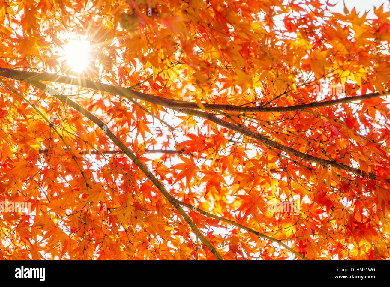 Beautiful Colorful Autumn Leaves Stock Photo - Alamy