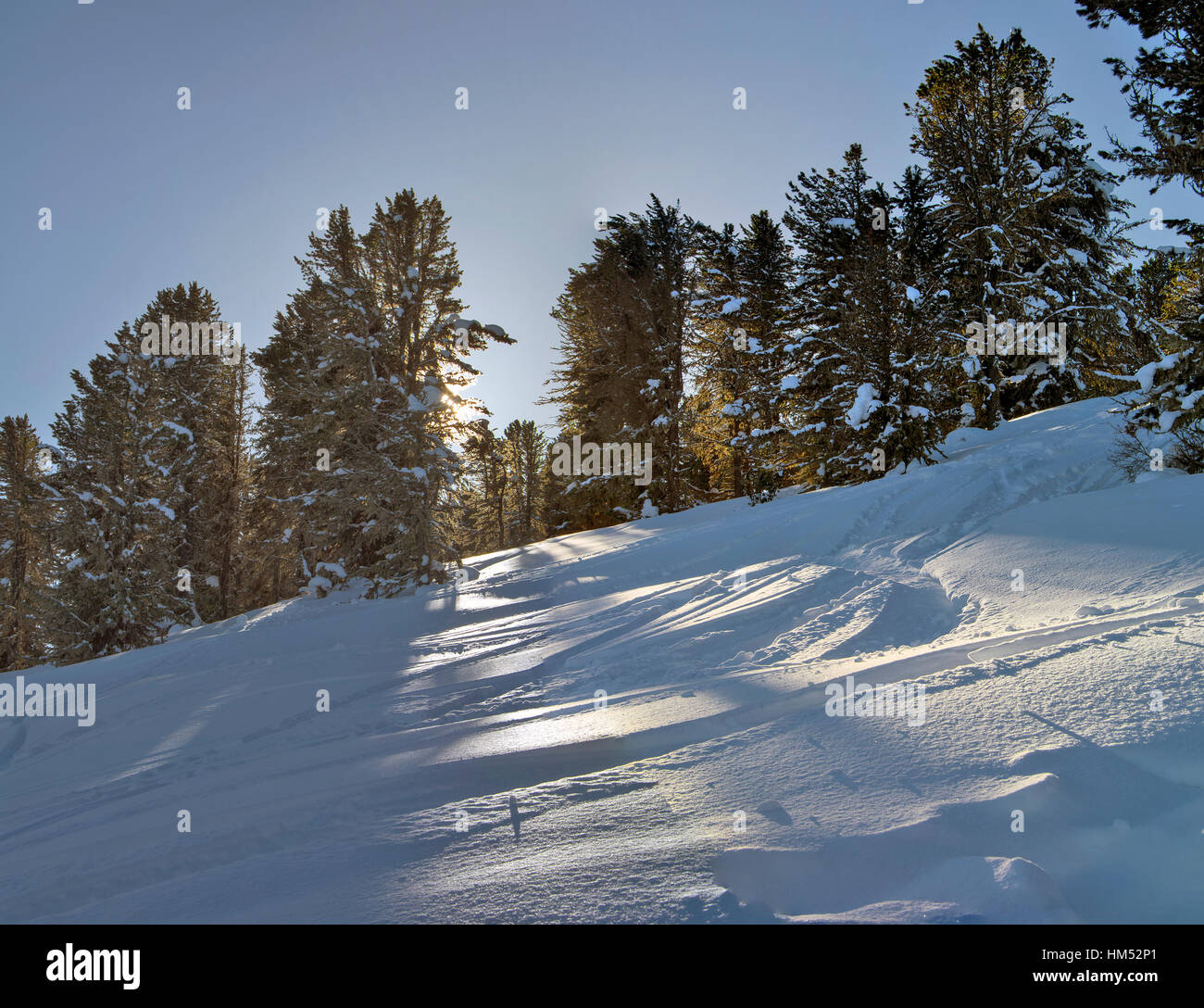 Siberian cedar forest, snowy winter, the shade of trees Stock Photo - Alamy