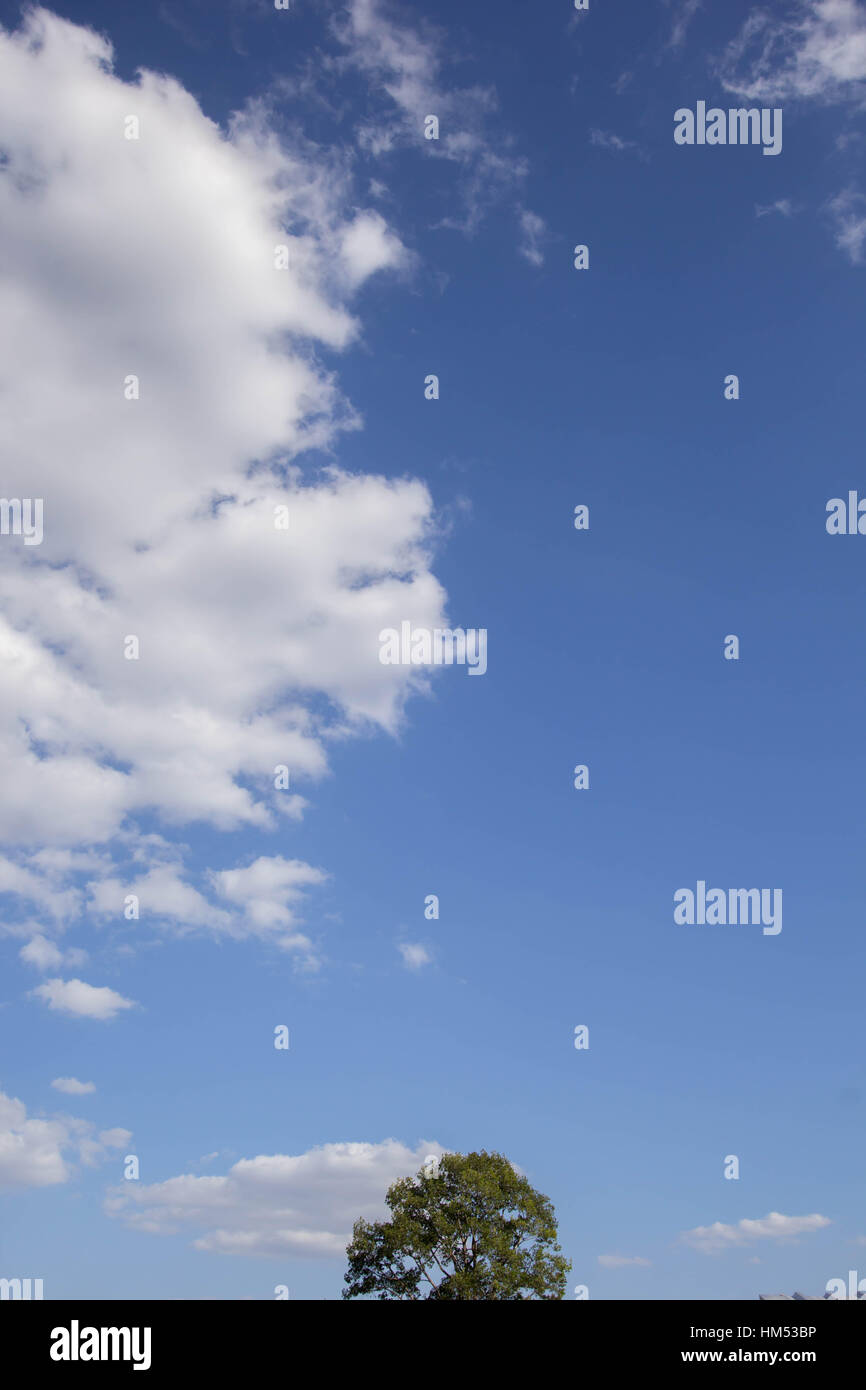 Green tree top line over blue sky and clouds background in summer Stock ...