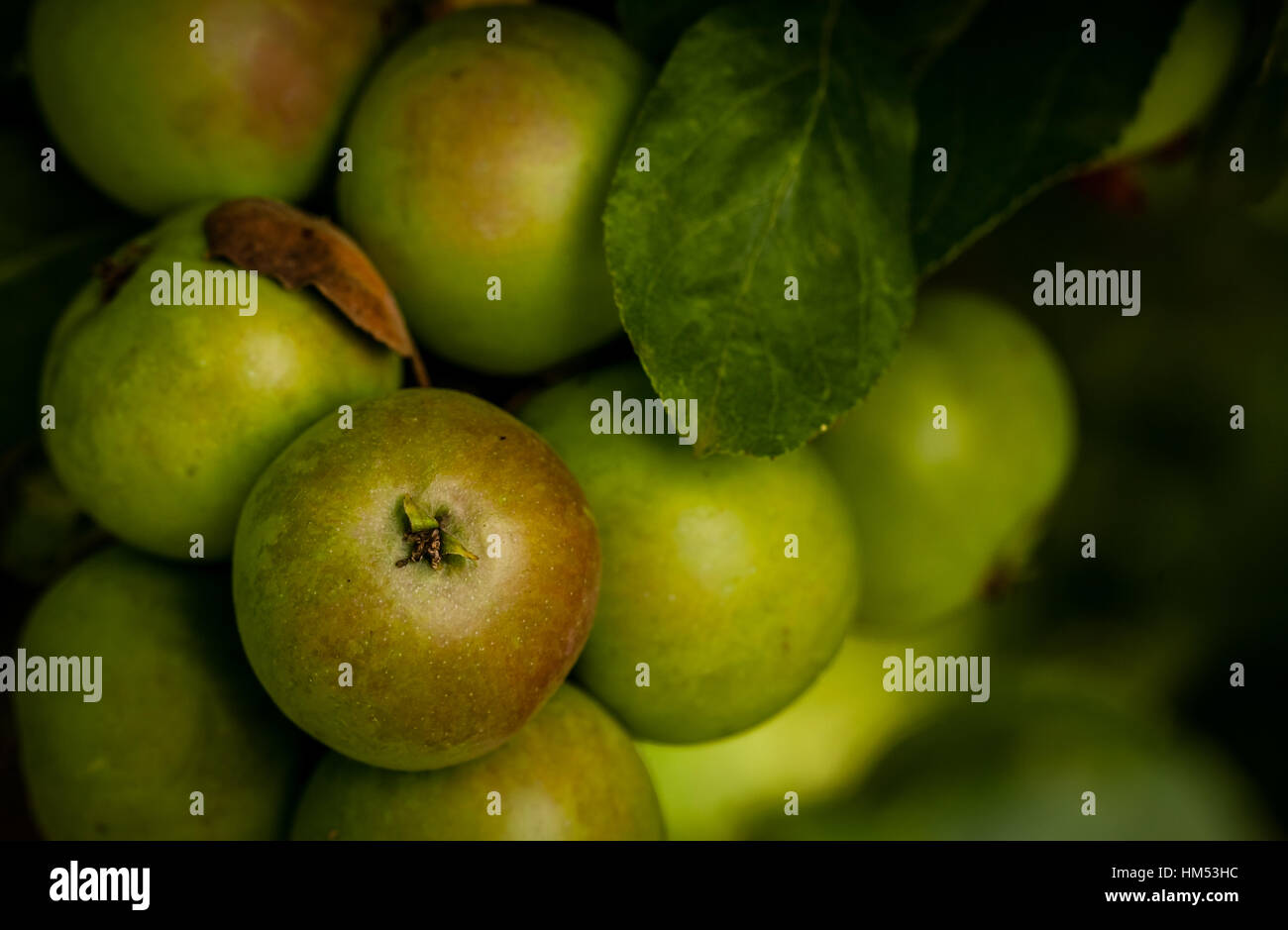 Ripened Pearmain apples ready to be picked up Stock Photo - Alamy