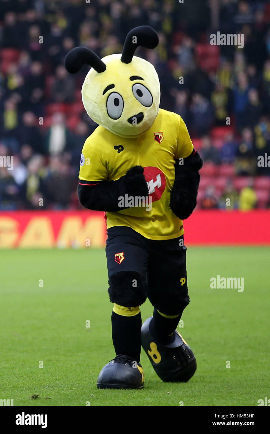 Watford mascot harry hornet hi-res stock photography and images - Alamy