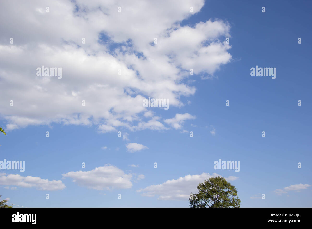 Green tree top line over blue sky and clouds background in summer Stock ...