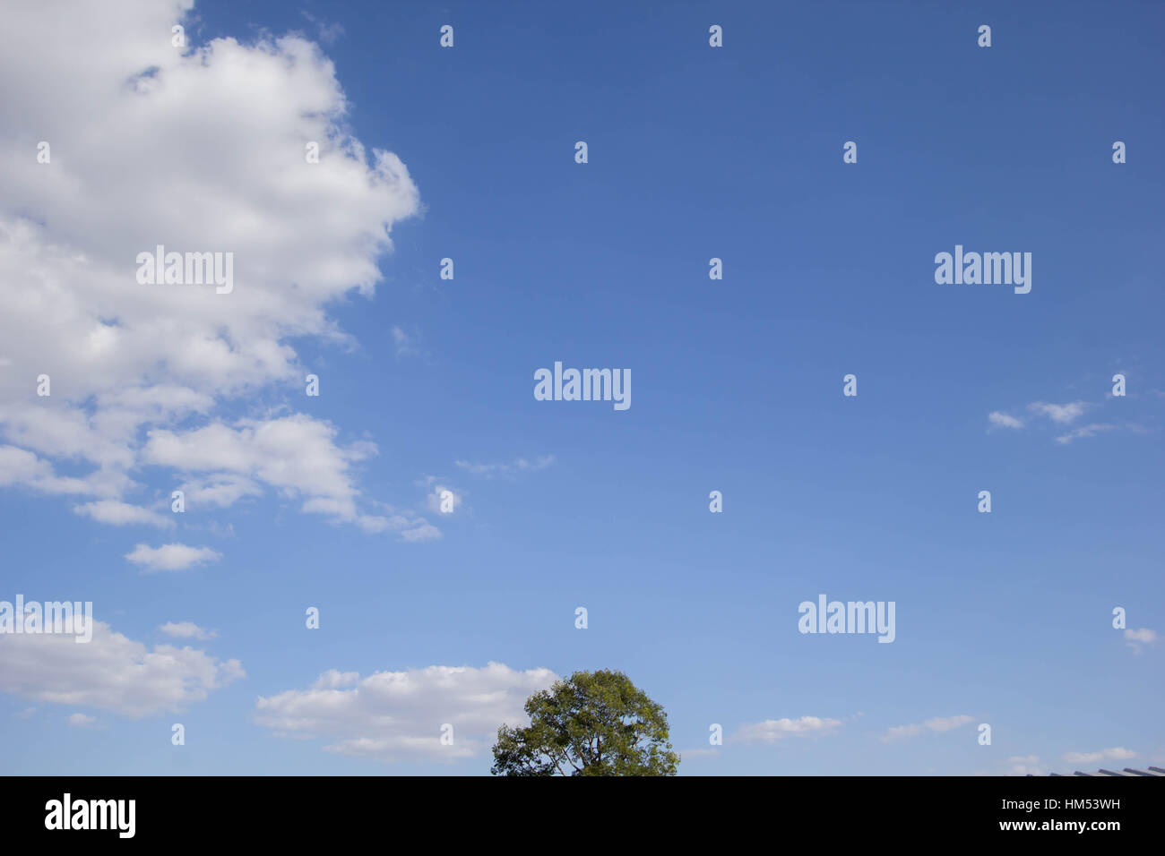 Green tree top line over blue sky and clouds background in summer Stock ...