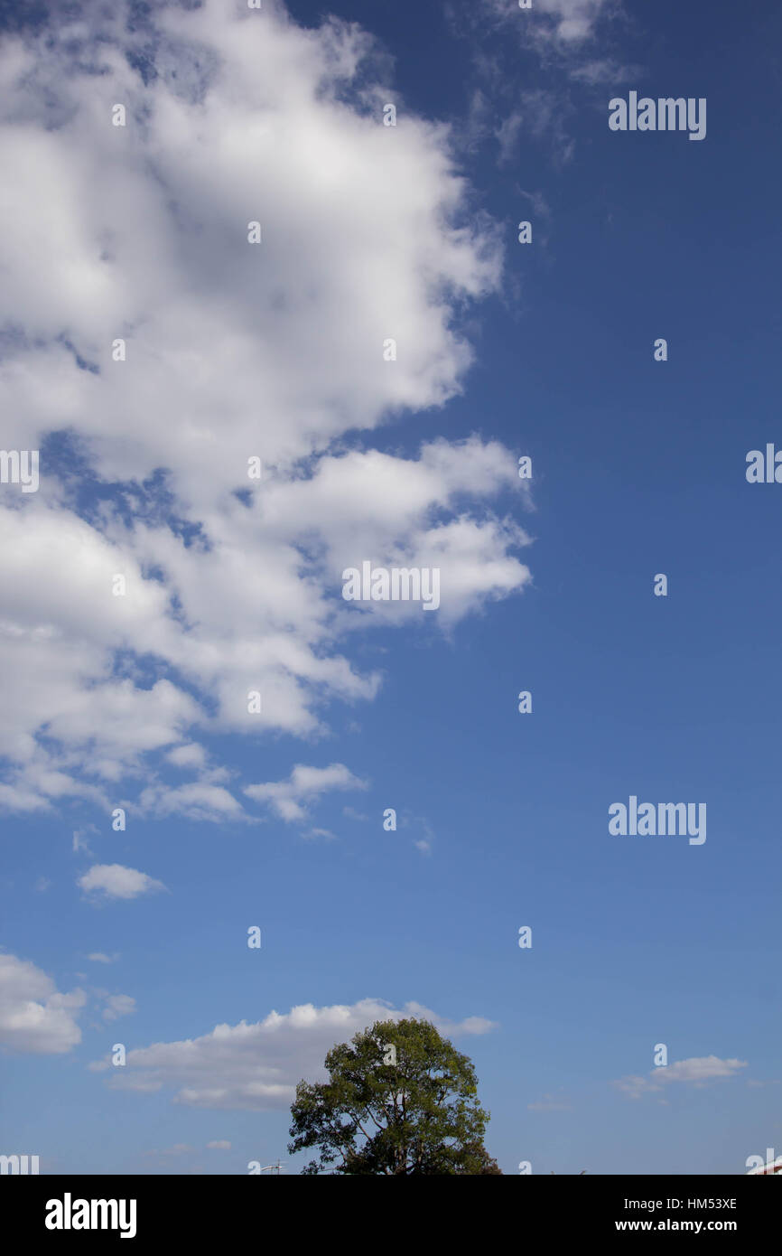 Green tree top line over blue sky and clouds background in summer Stock ...