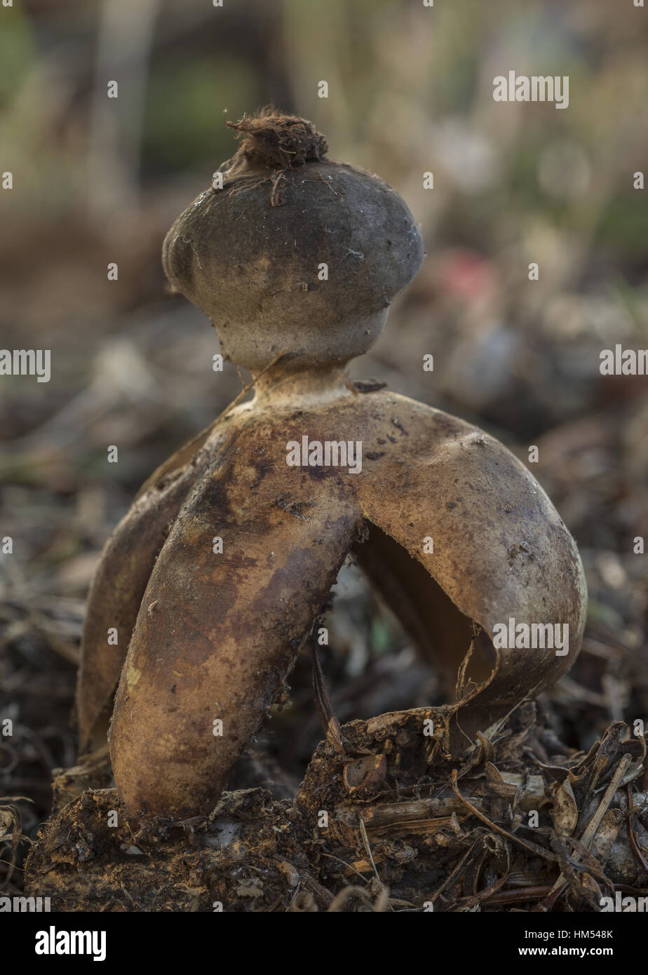 A rare fornicate earthstar, Geastrum fornicatum, under yew trees in ...