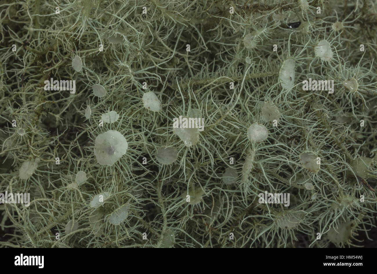 Lichen usnea hi-res stock photography and images - Alamy