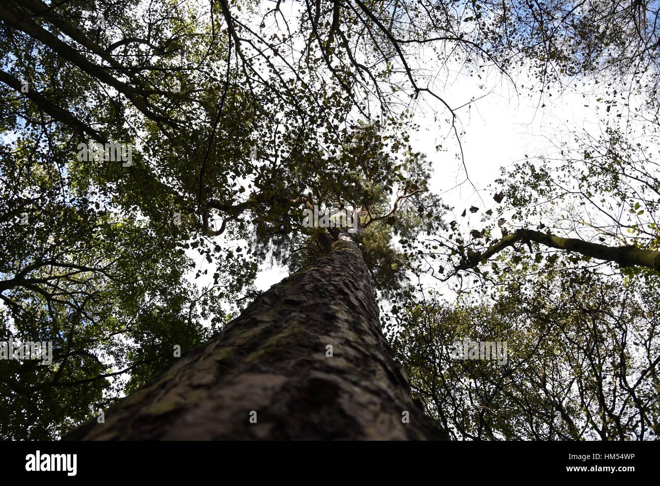 Upwards view from the base of a tree looking up into the sky Stock ...