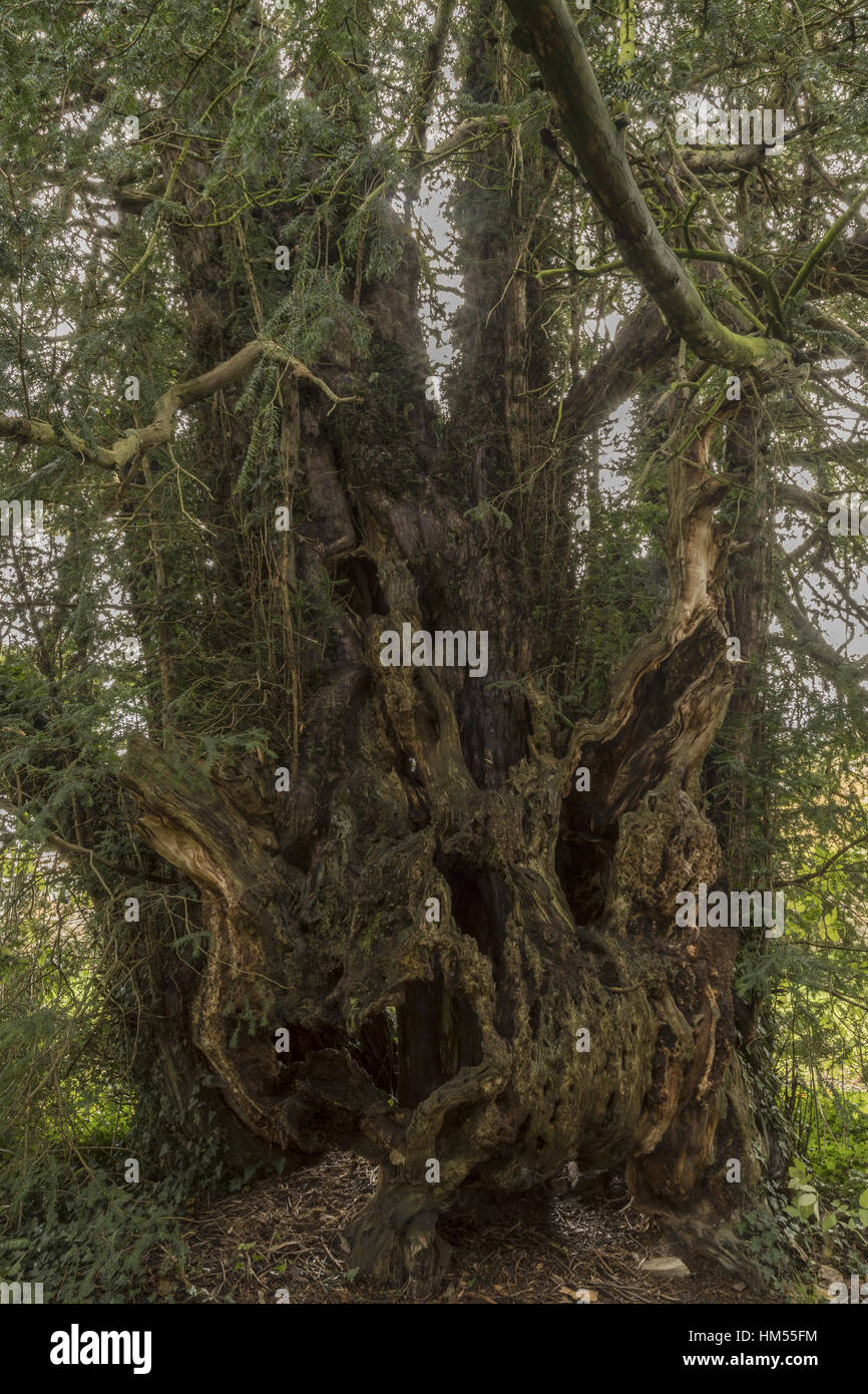Ancient Yew tree, in the churchyard of St Aeddan, Bettws Newydd ...