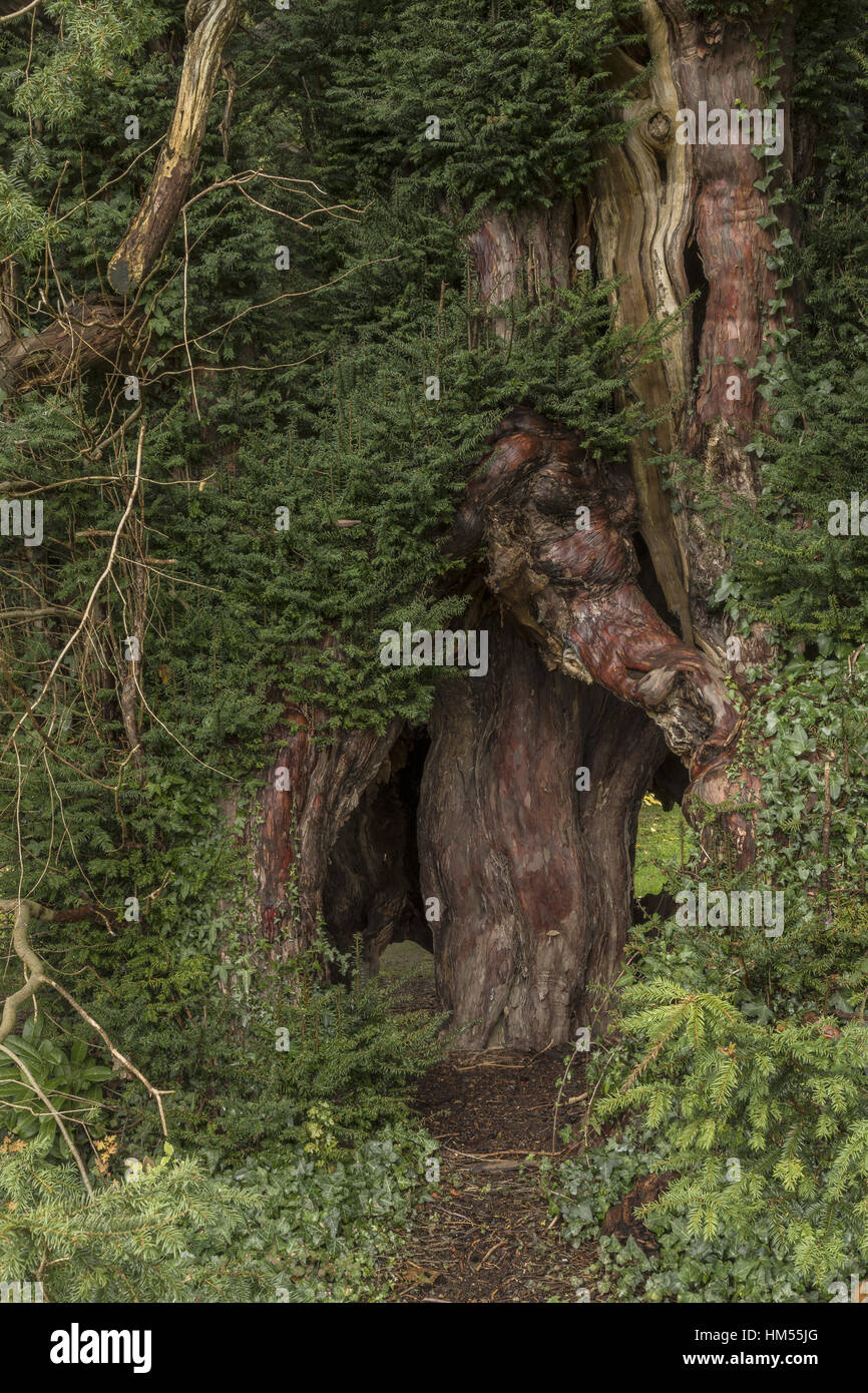 Ancient Yew tree, in the churchyard of St Aeddan, Bettws Newydd ...