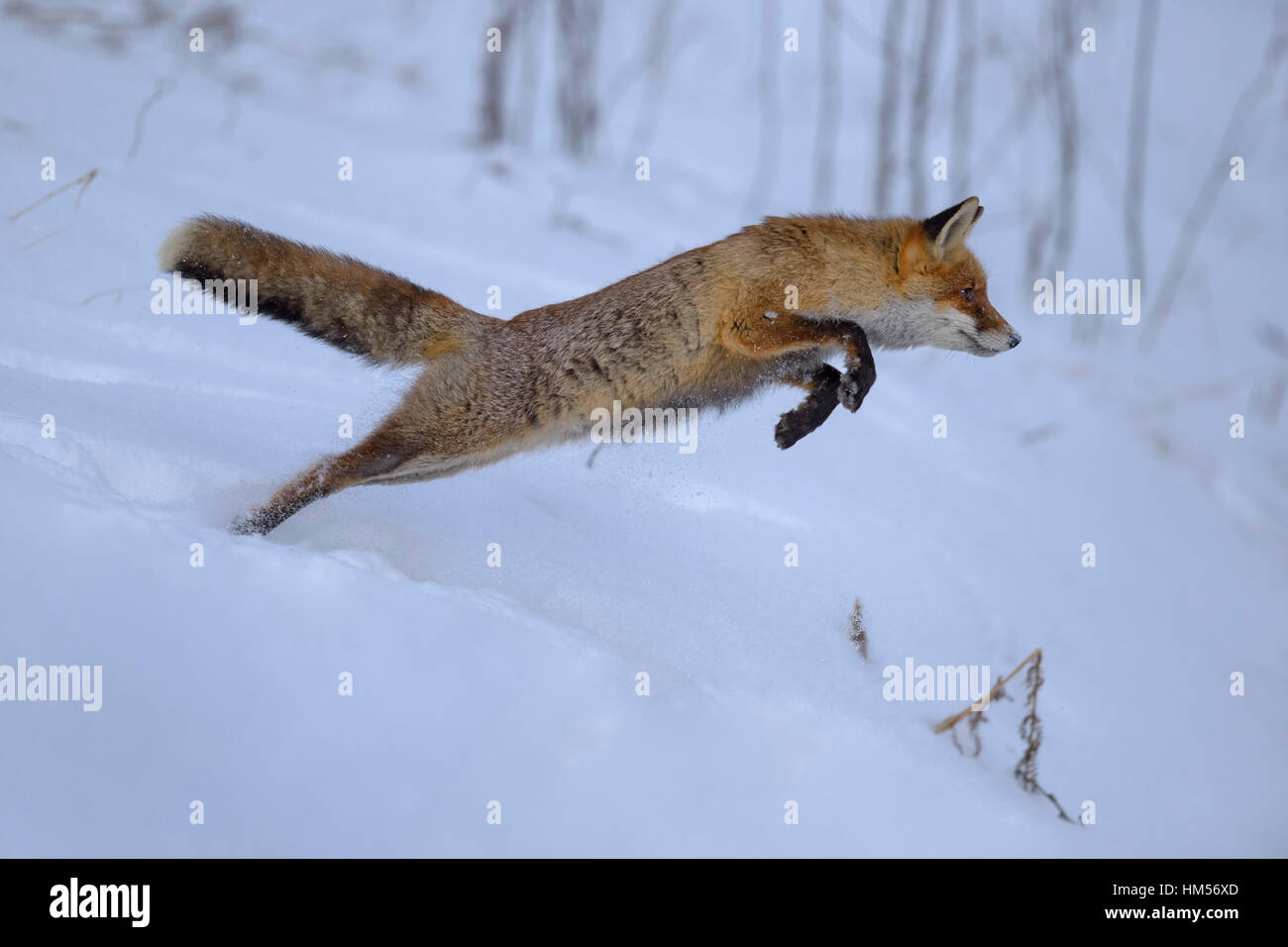 Red fox (Vulpes vulpes), hunting, jumping in the snow, Bohemian Forest ...