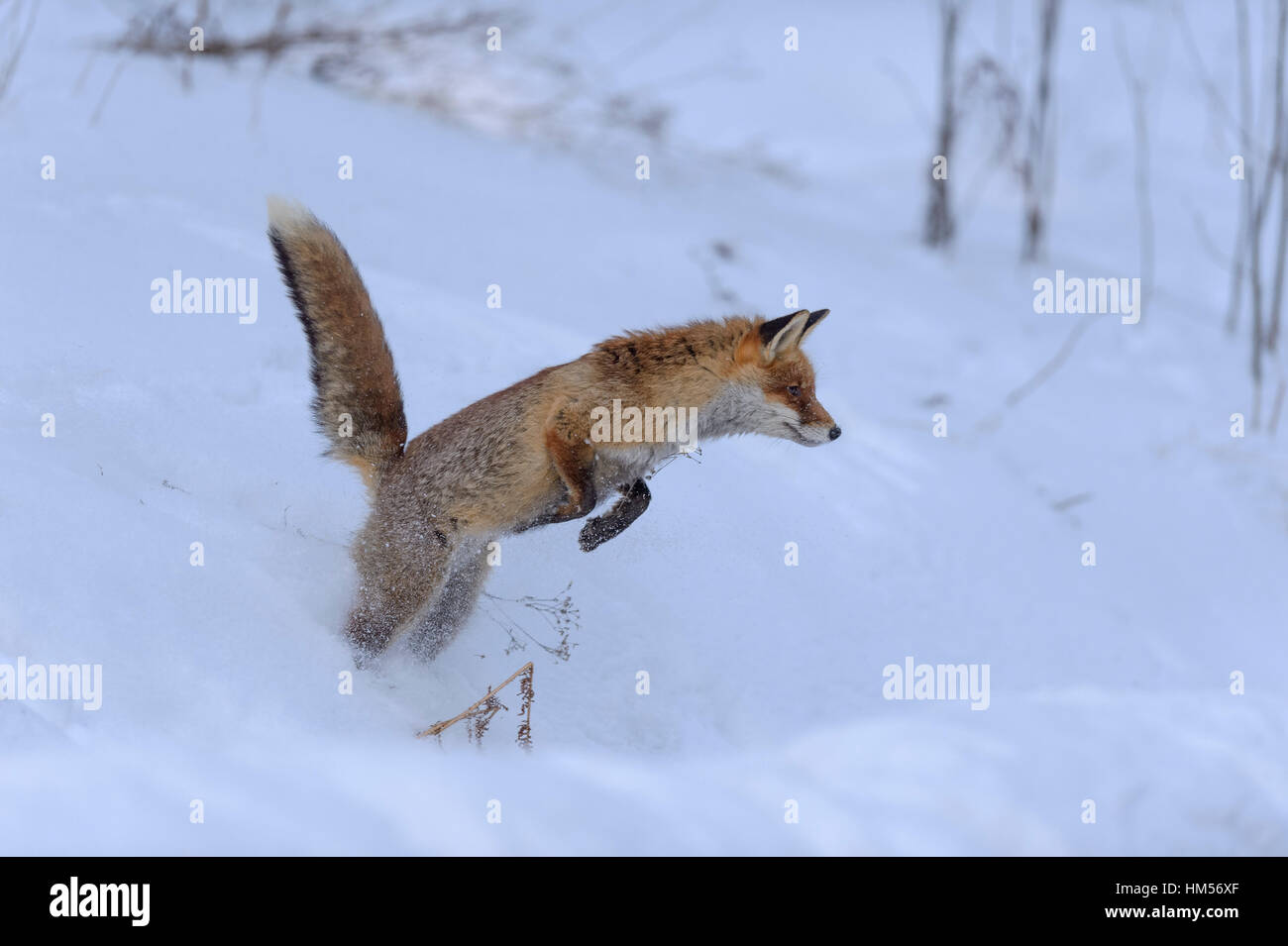 Red fox (Vulpes vulpes), hunting, jumping in the snow, Bohemian Forest ...