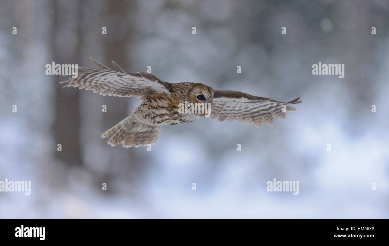 Tawny owl flying hi-res stock photography and images - Alamy