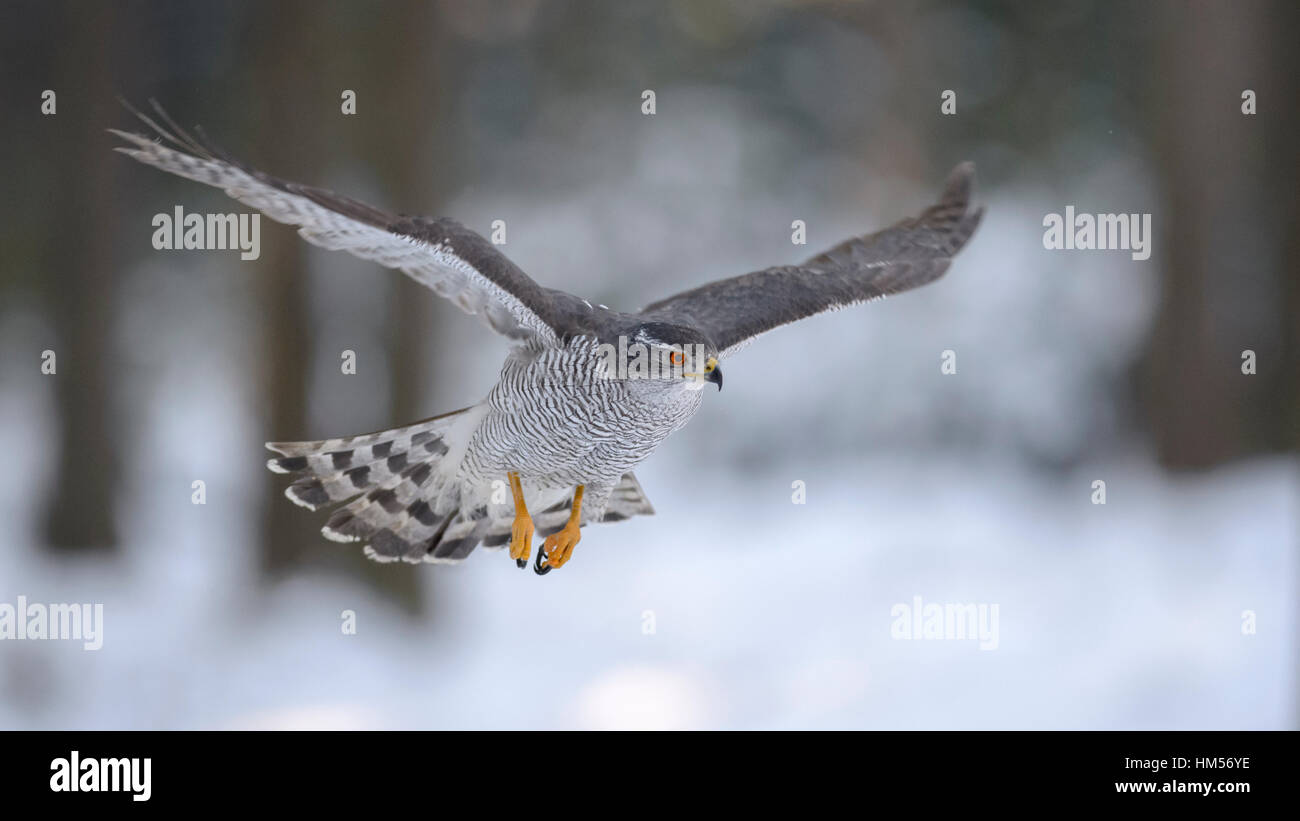 Goshawk flying hi-res stock photography and images - Alamy
