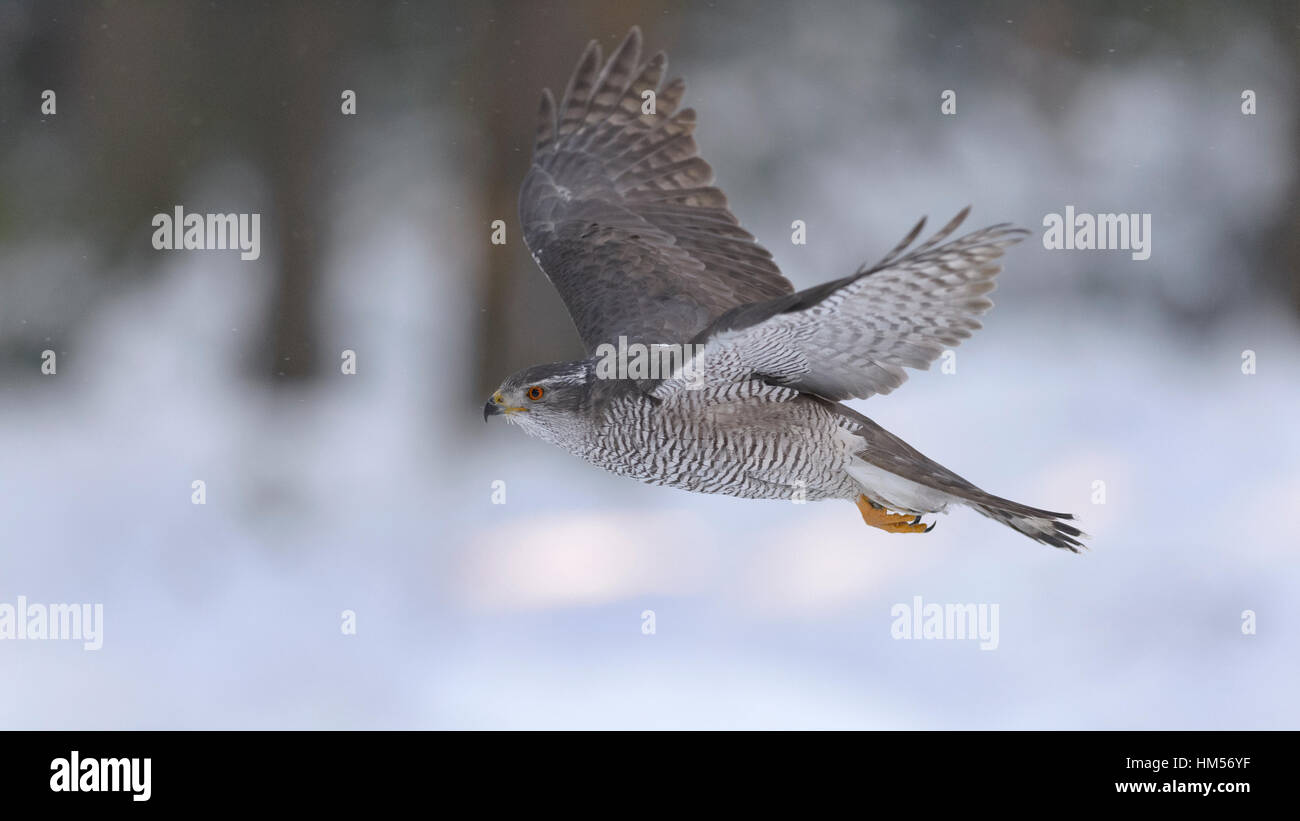 Goshawk in the forest hi-res stock photography and images - Alamy