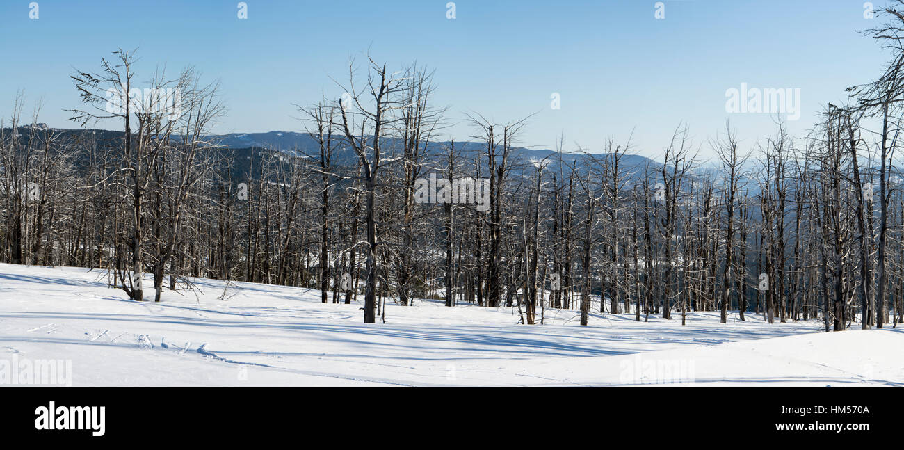 Dry trees. Snowy winter. Panorama Stock Photo - Alamy