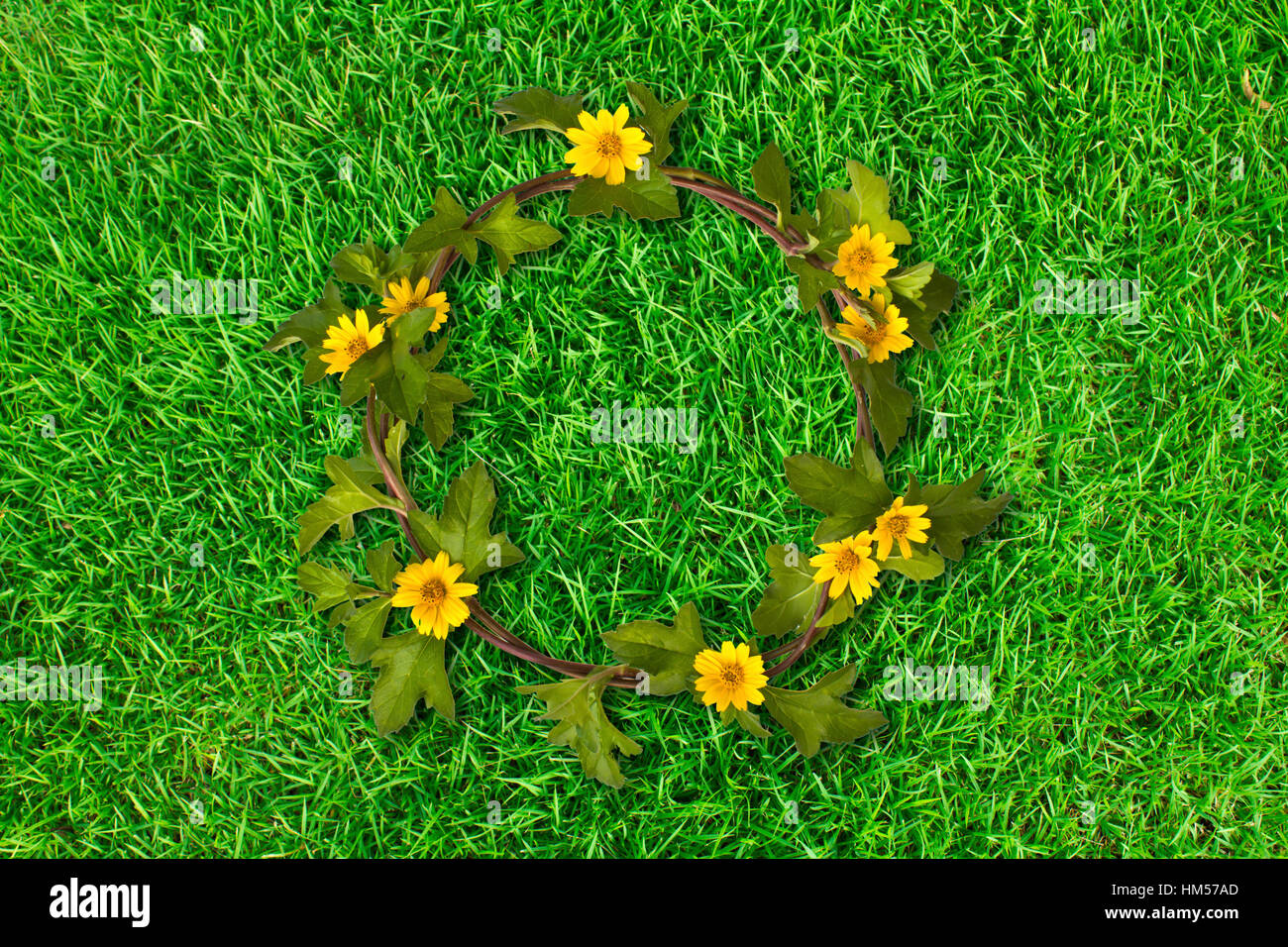 Crown daisy closeup hi-res stock photography and images - Alamy