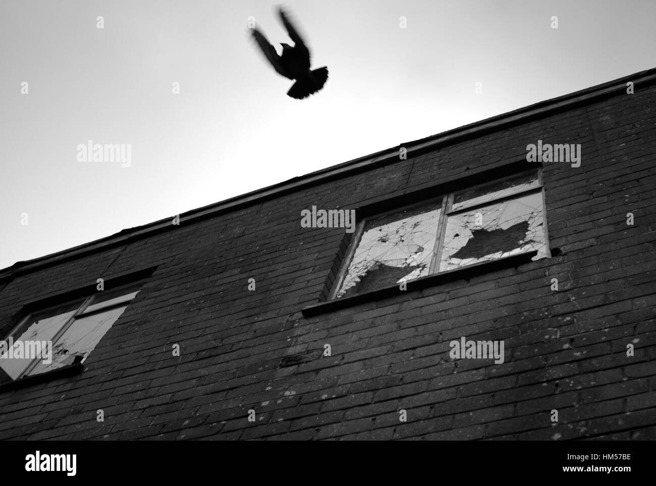 Pigeon flying from deserted industrial buildings / Alston High Mill ...