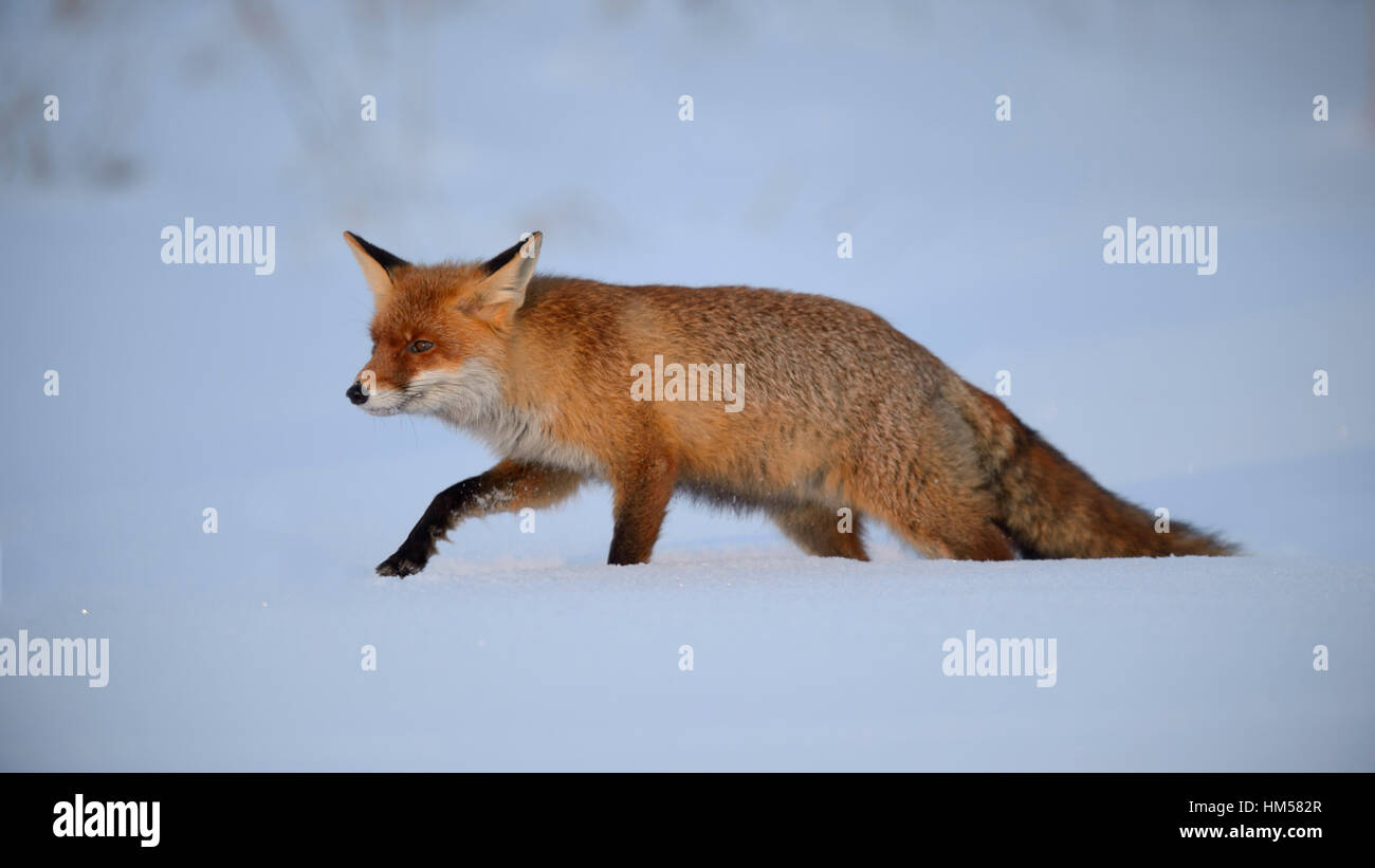 Red fox (Vulpes vulpes) walking across a snow-covered frozen lake ...