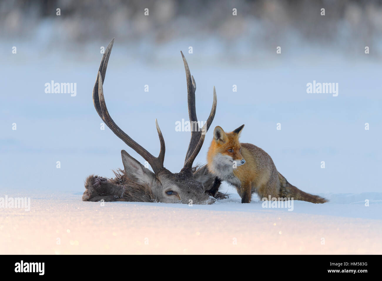 Carcass hi-res stock photography and images - Alamy