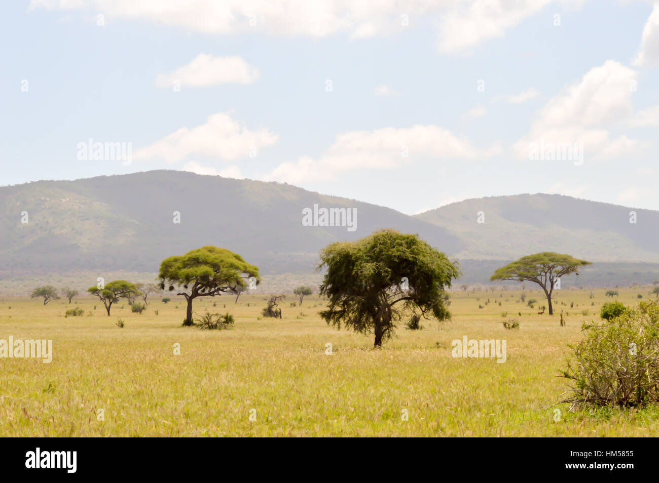 View of the Tsavo East savannah in Kenya with the mountains in the ...