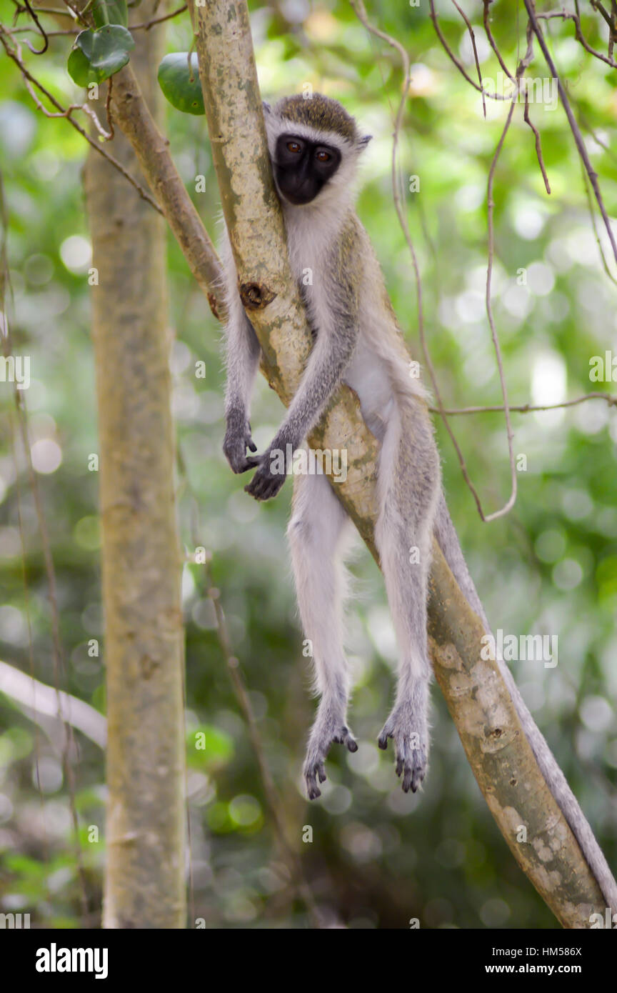 Relaxed monkey hi-res stock photography and images - Alamy