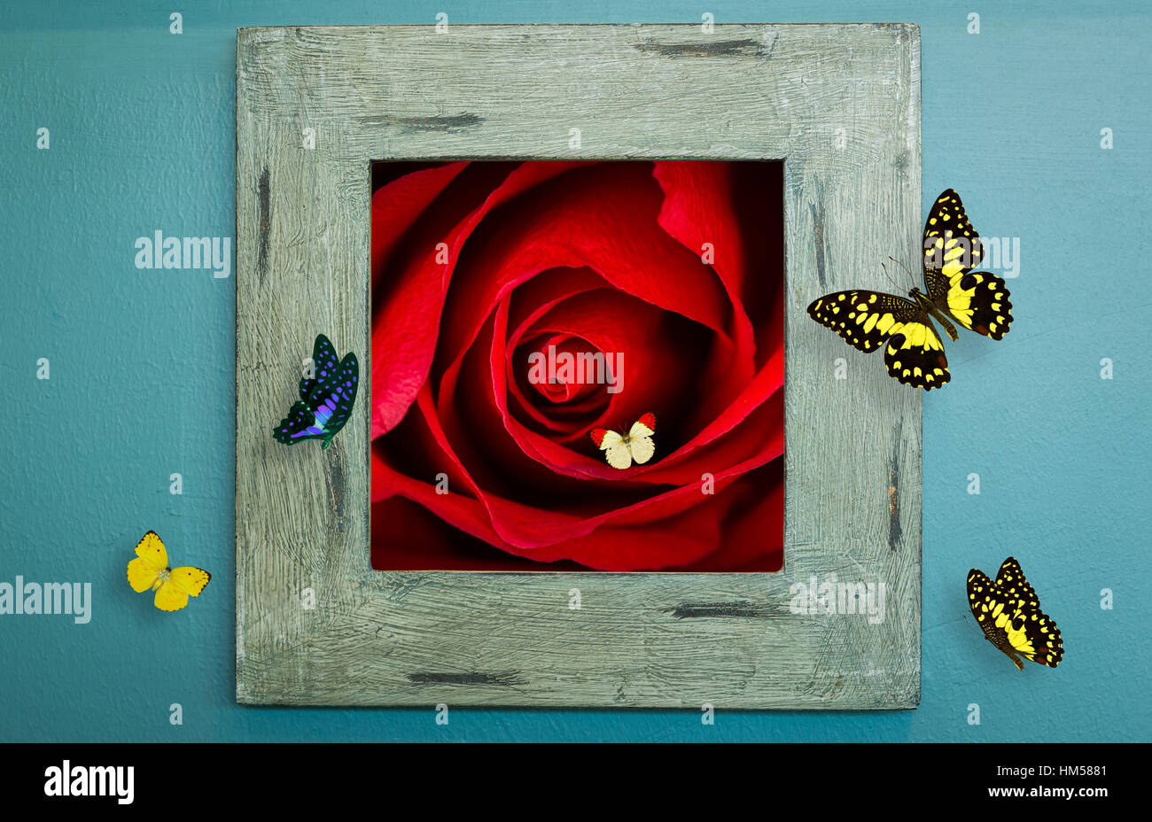 Wood frame on wall with rose and butterfly Stock Photo - Alamy