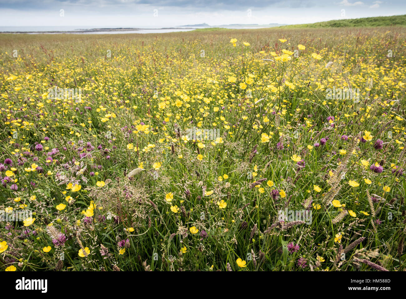 Traditional hay meadow hi-res stock photography and images - Alamy