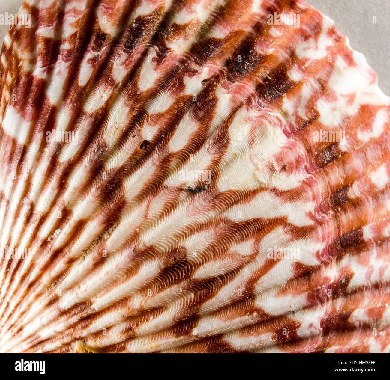 Scallop shell underwater hi-res stock photography and images - Alamy