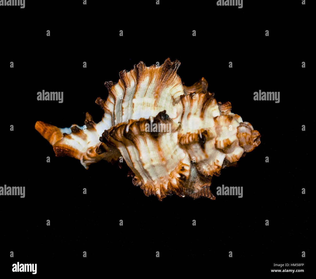 Seashell shell shells shellfish diving hi-res stock photography and ...