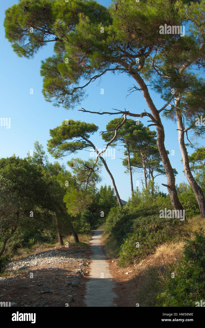 pine trees over a foot path Stock Photo - Alamy