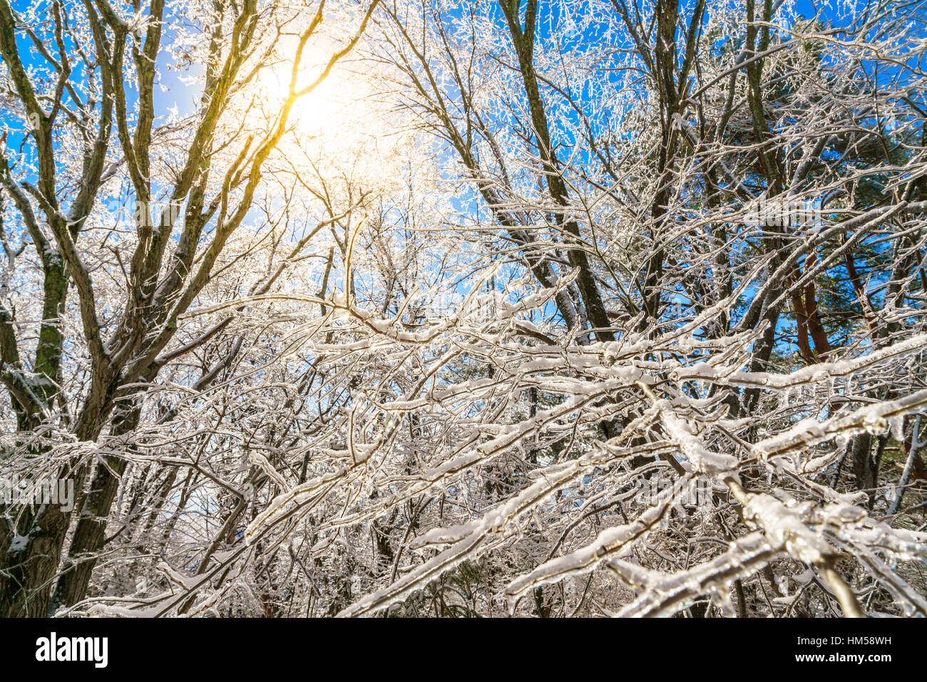 Frozen trees in winter with blue sky Stock Photo - Alamy
