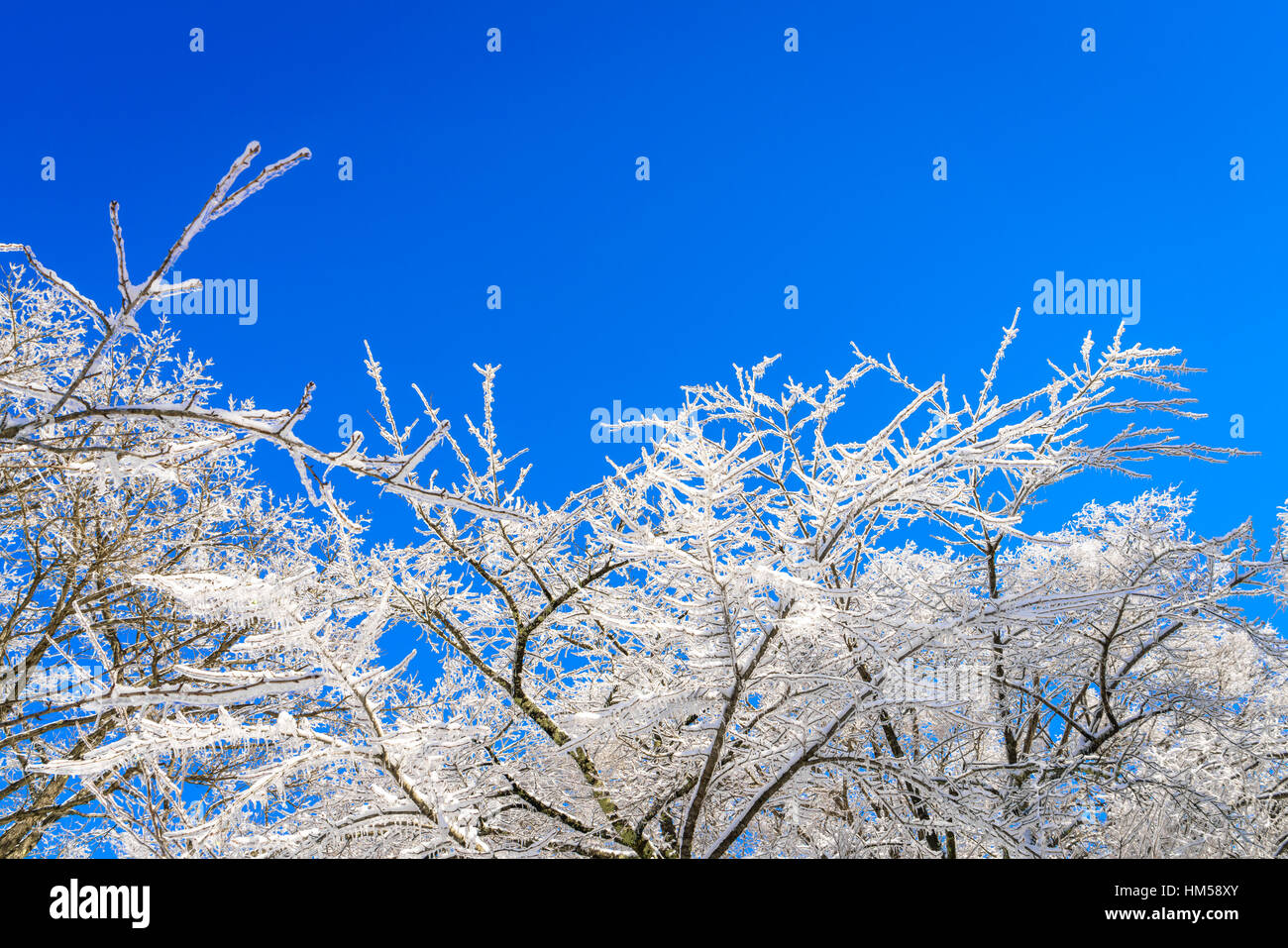 Frozen trees in winter with blue sky Stock Photo - Alamy