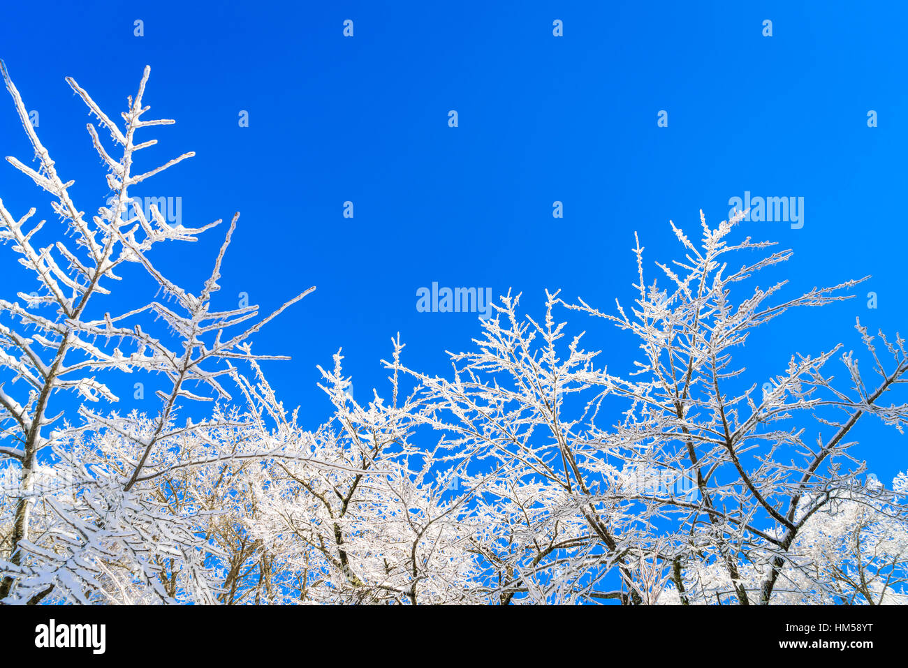 Frozen trees in winter with blue sky Stock Photo - Alamy