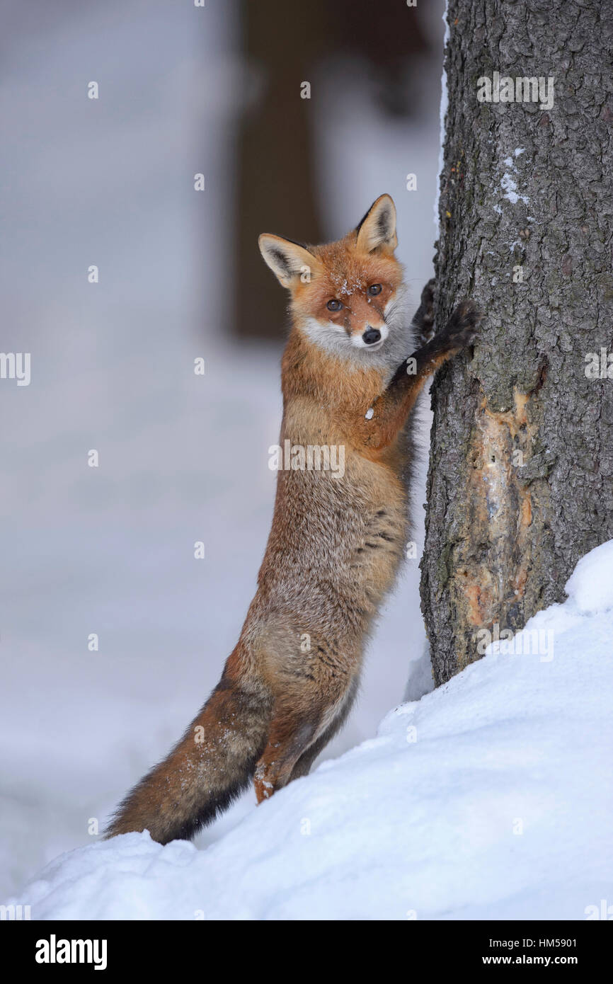 Red fox (Vulpes vulpes) in the snow, leaning against a tree trunk ...