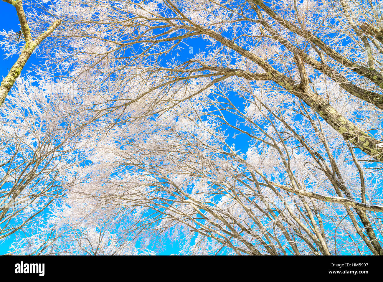 Frozen trees in winter with blue sky Stock Photo - Alamy