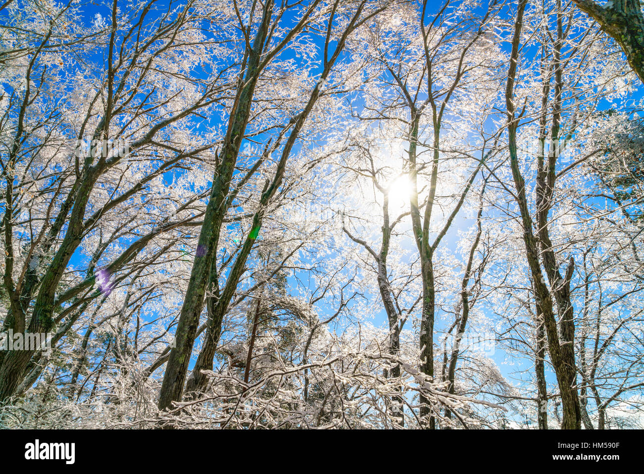 Frozen trees in winter with blue sky Stock Photo - Alamy