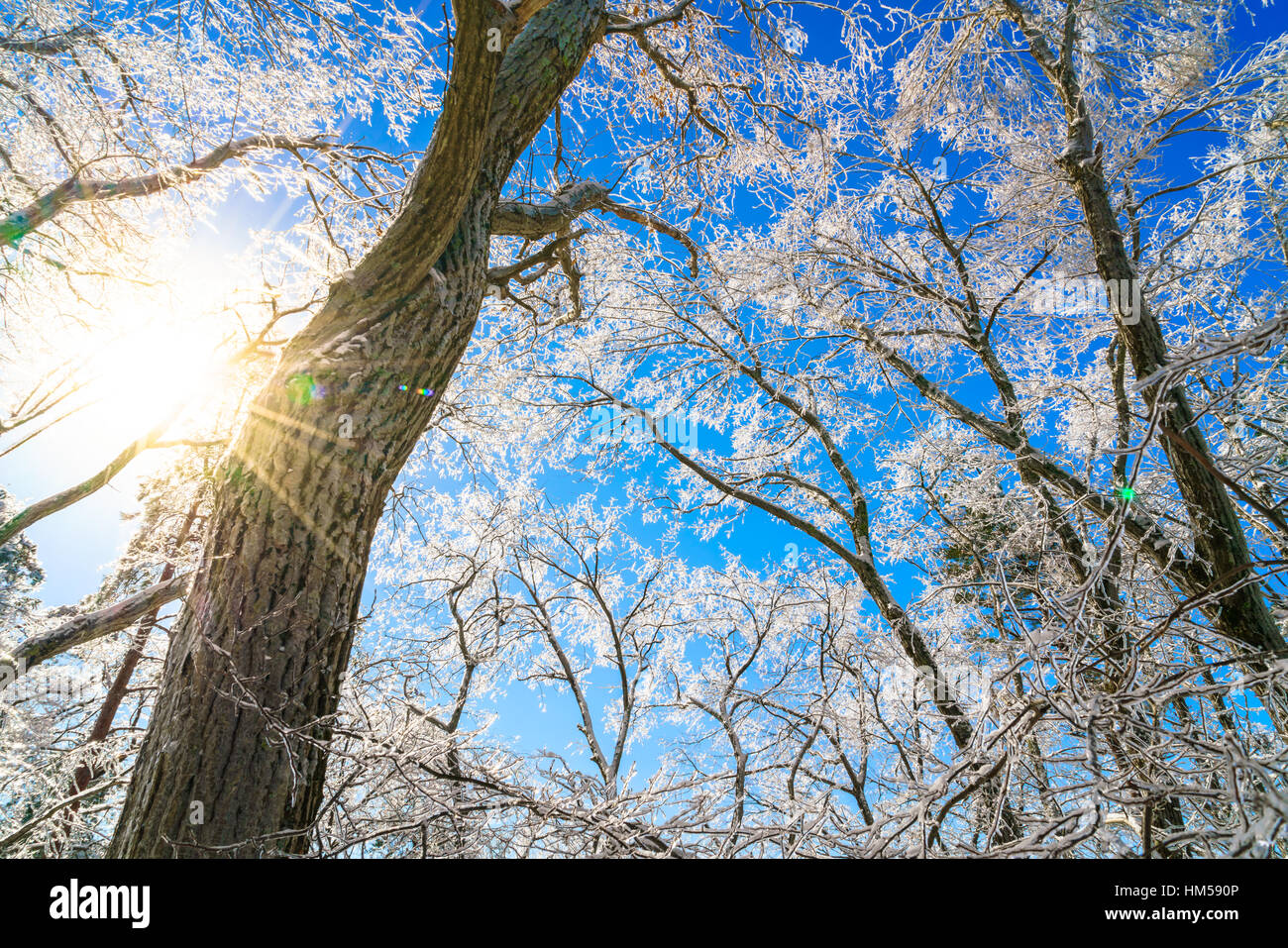 Frozen trees in winter with blue sky Stock Photo - Alamy
