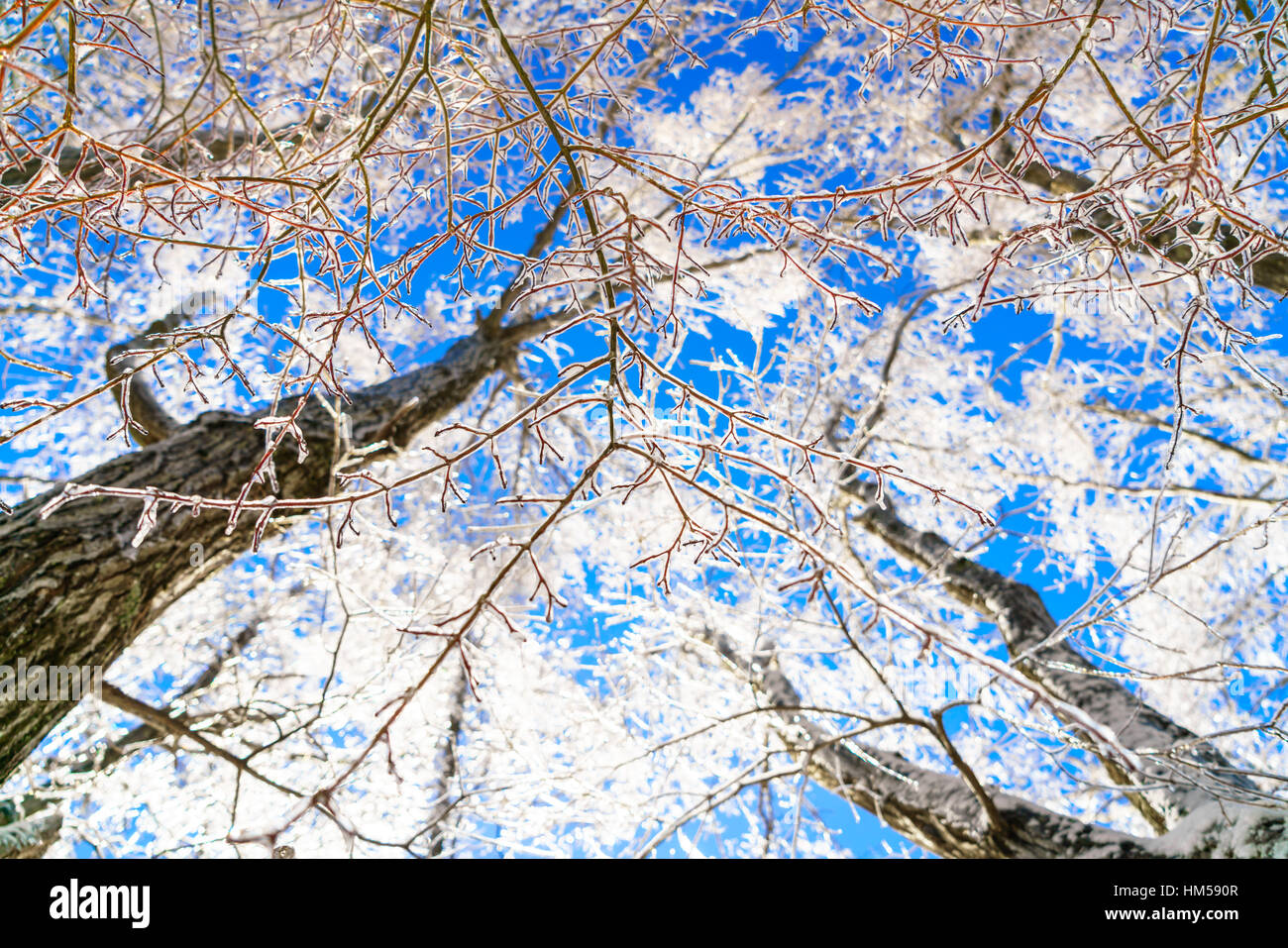 Frozen trees in winter with blue sky Stock Photo - Alamy