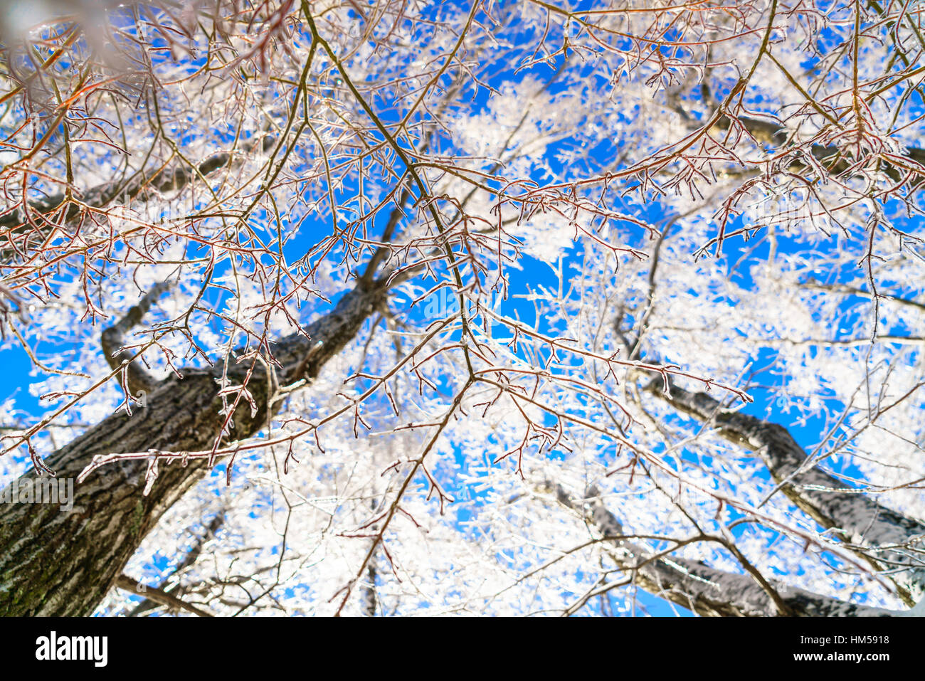 Frozen trees in winter with blue sky Stock Photo - Alamy