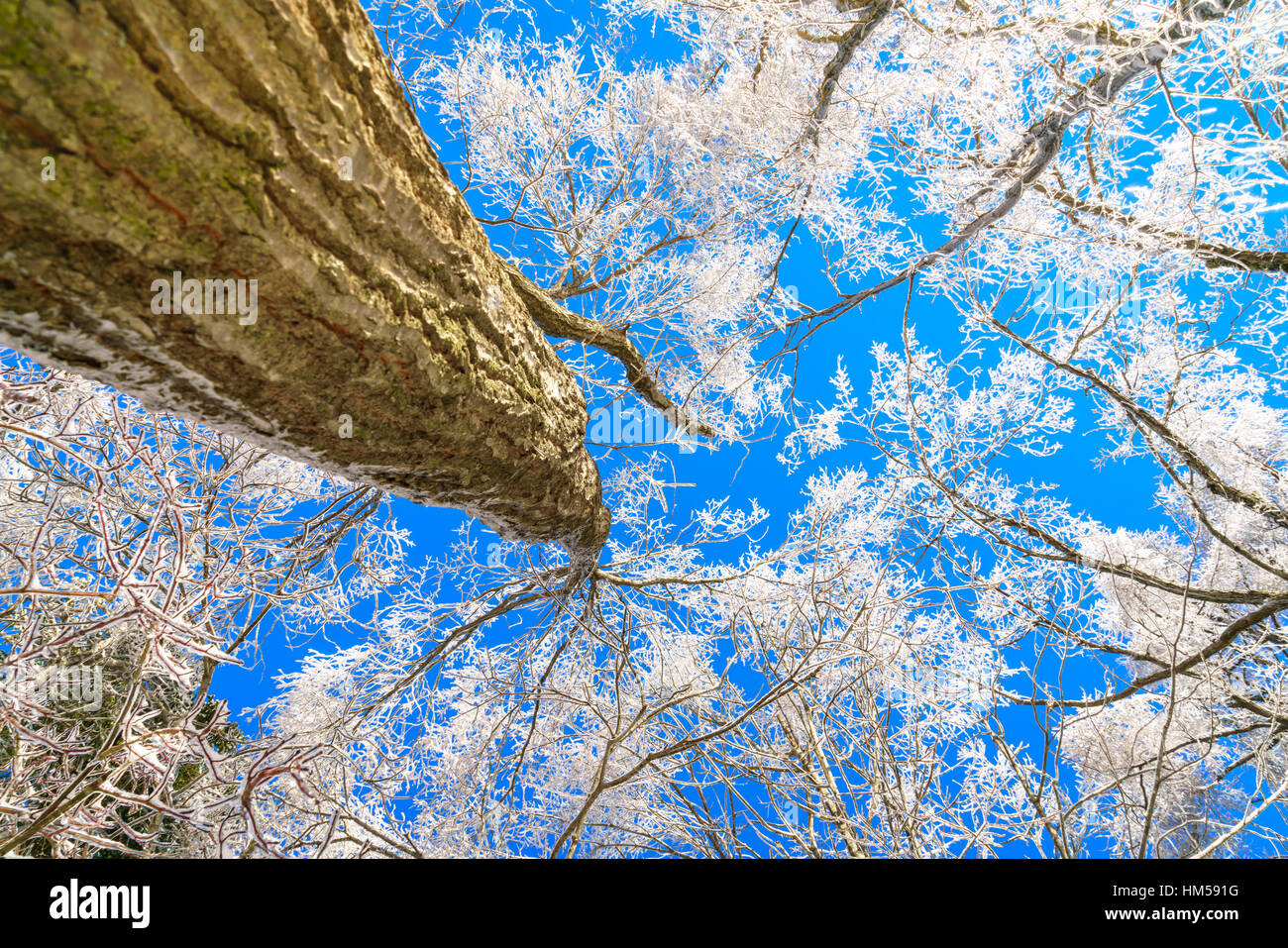 Frozen trees in winter with blue sky Stock Photo - Alamy