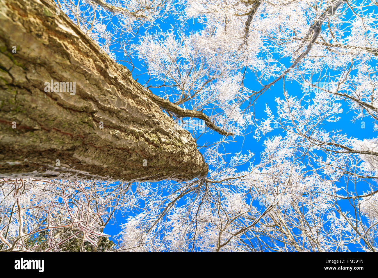 Frozen trees in winter with blue sky Stock Photo - Alamy