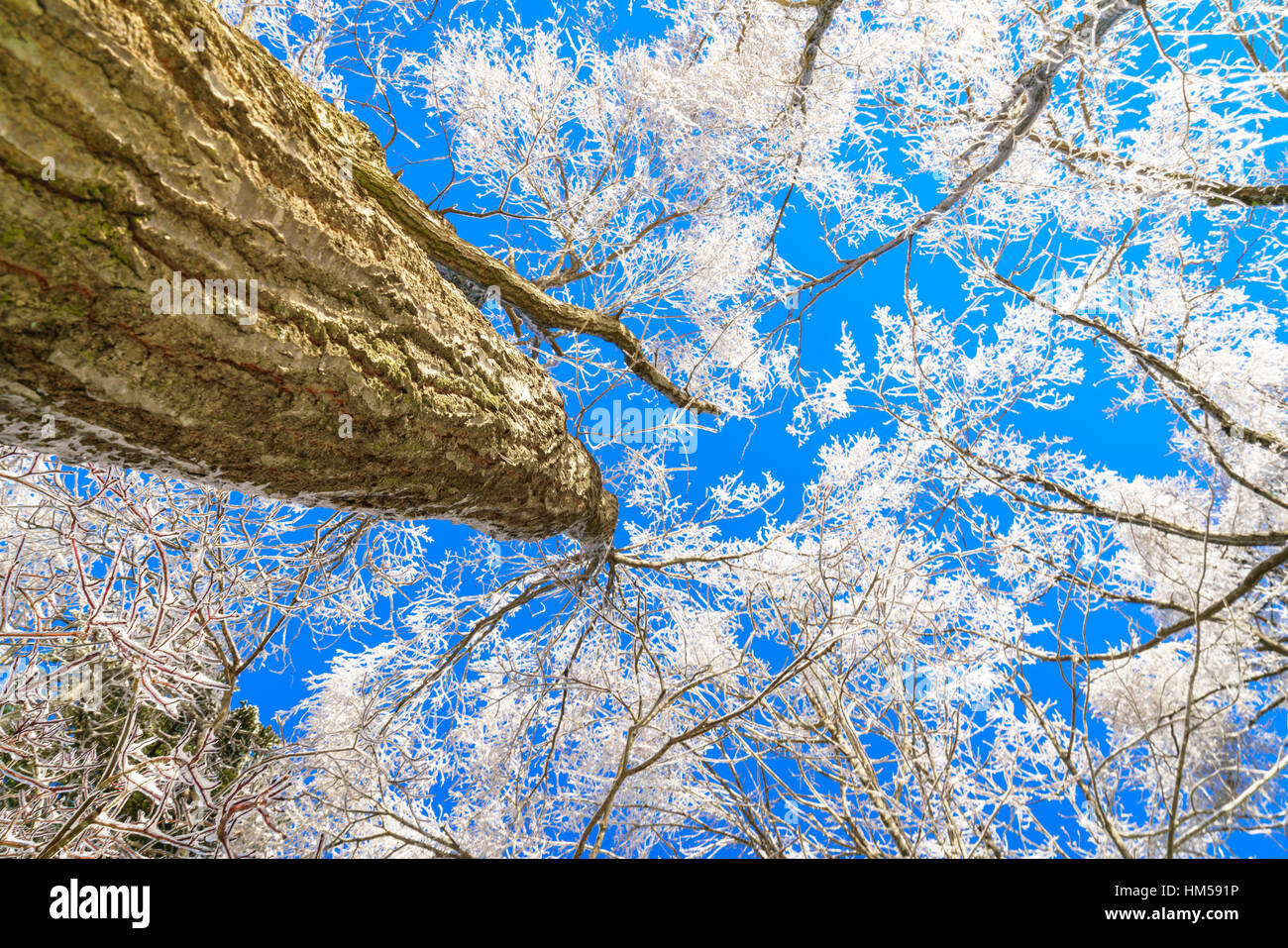 Frozen trees in winter with blue sky Stock Photo - Alamy