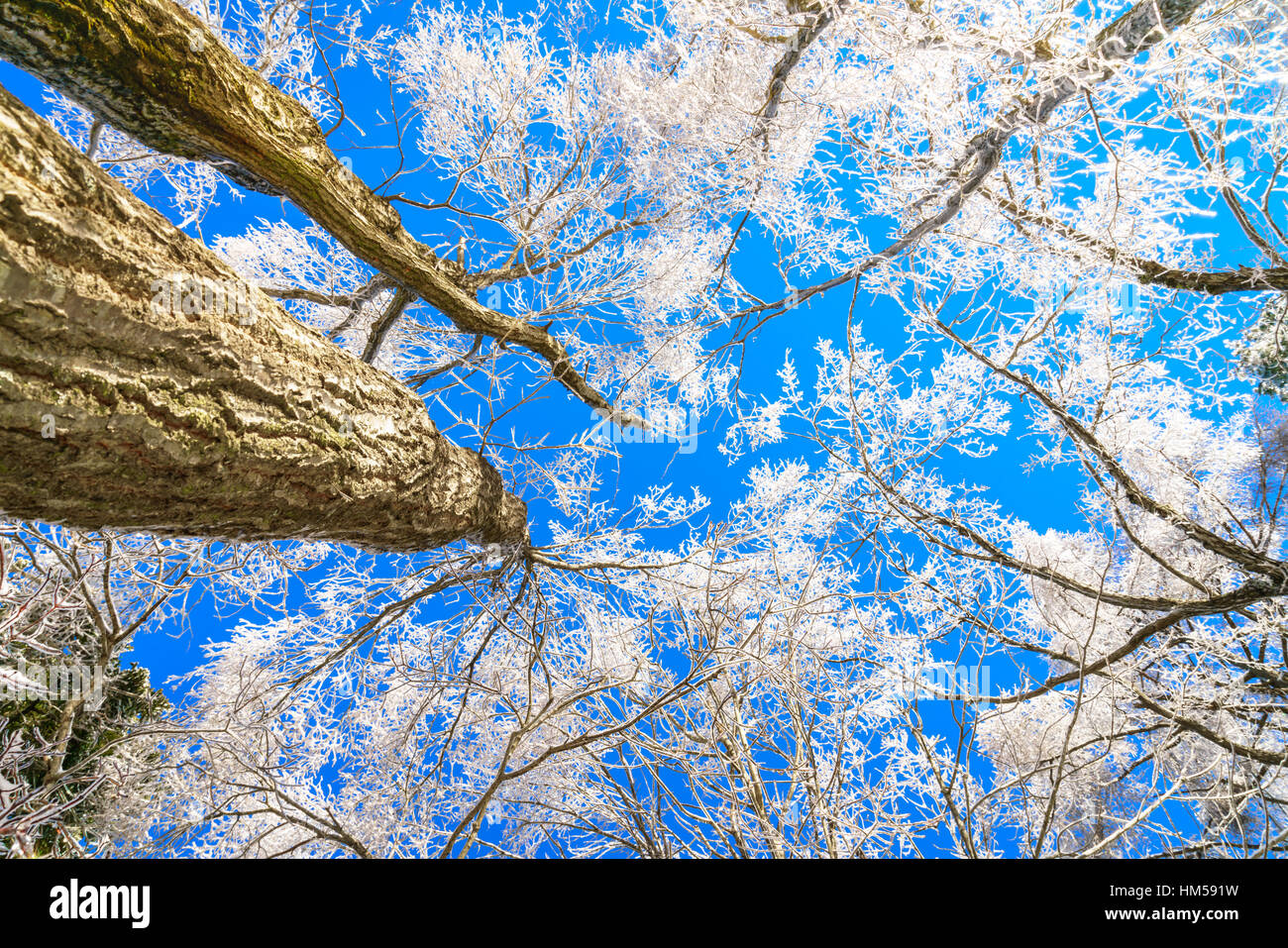 Frozen trees in winter with blue sky Stock Photo - Alamy
