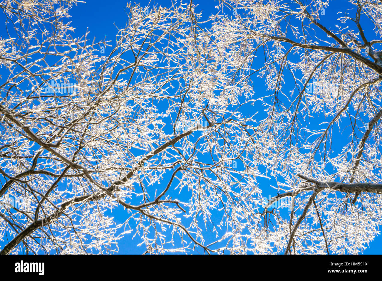 Frozen trees in winter with blue sky Stock Photo - Alamy
